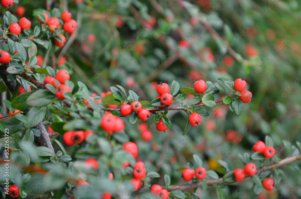 evergreen thorn shrub Cotoneaster ' Coral Beauty ’ branches with red ...