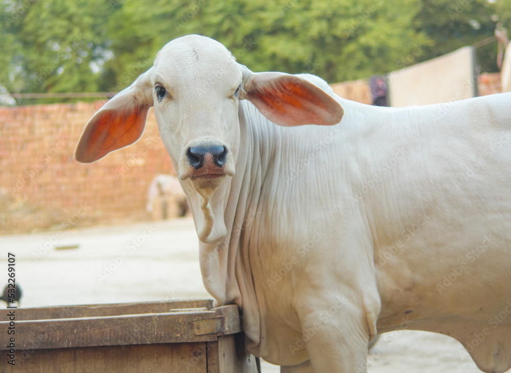 Capture American Brahman cow. Baby cow of American Brahman breed. The ...