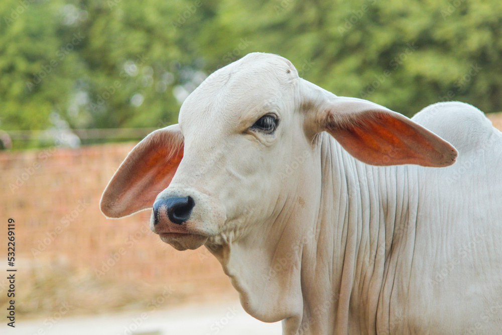 Baby Brahman Cattle