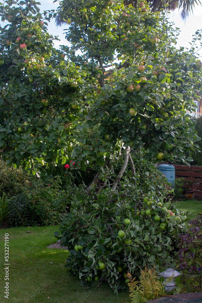 An old Bramley Apple tree with a branch broken by the weight of its own ...