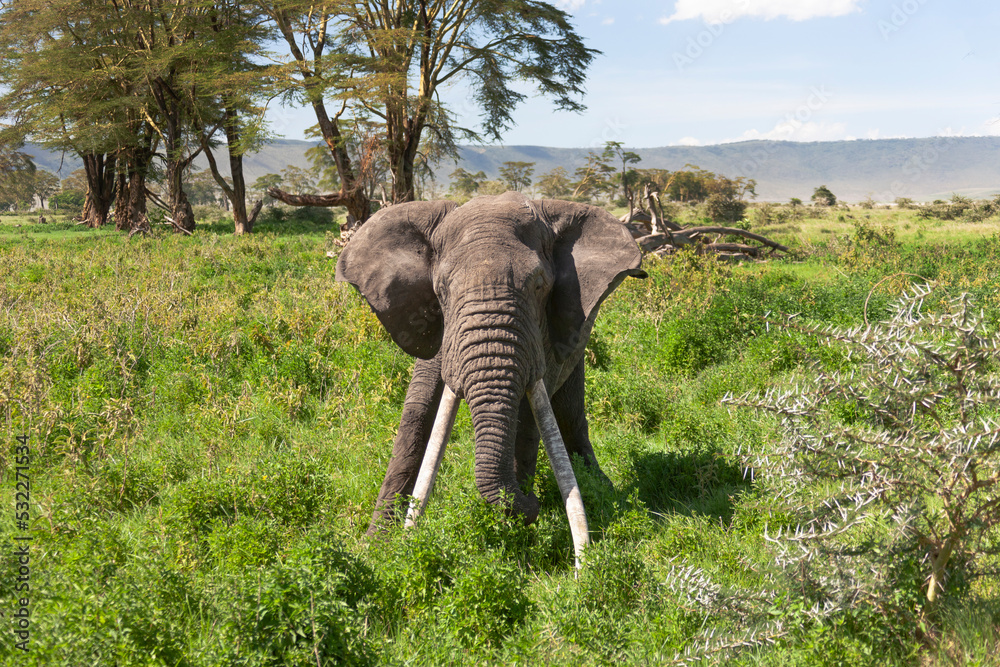 Africa, Tanzania, Ngorongoro Crater, African bush elephant. A big ...