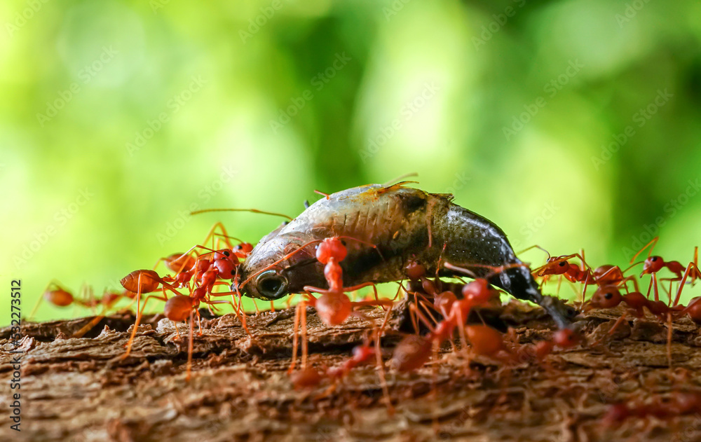 Ants help unity in carrying food (small fish), Concept team work ...