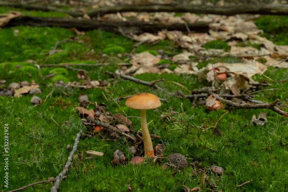 Poisonous fungus,small brown poisonous fungus in the forest,grown on ...