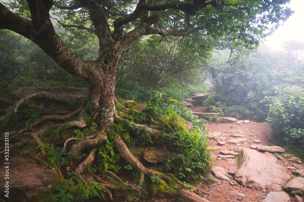 Scenery of a majestic old tree on a mountain trail at Craggy Gardens ...