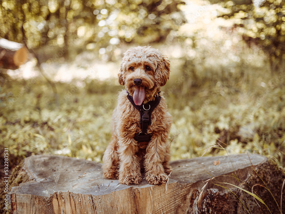 Cavapoo dog wearing black harness sitting steady with tongue out ...