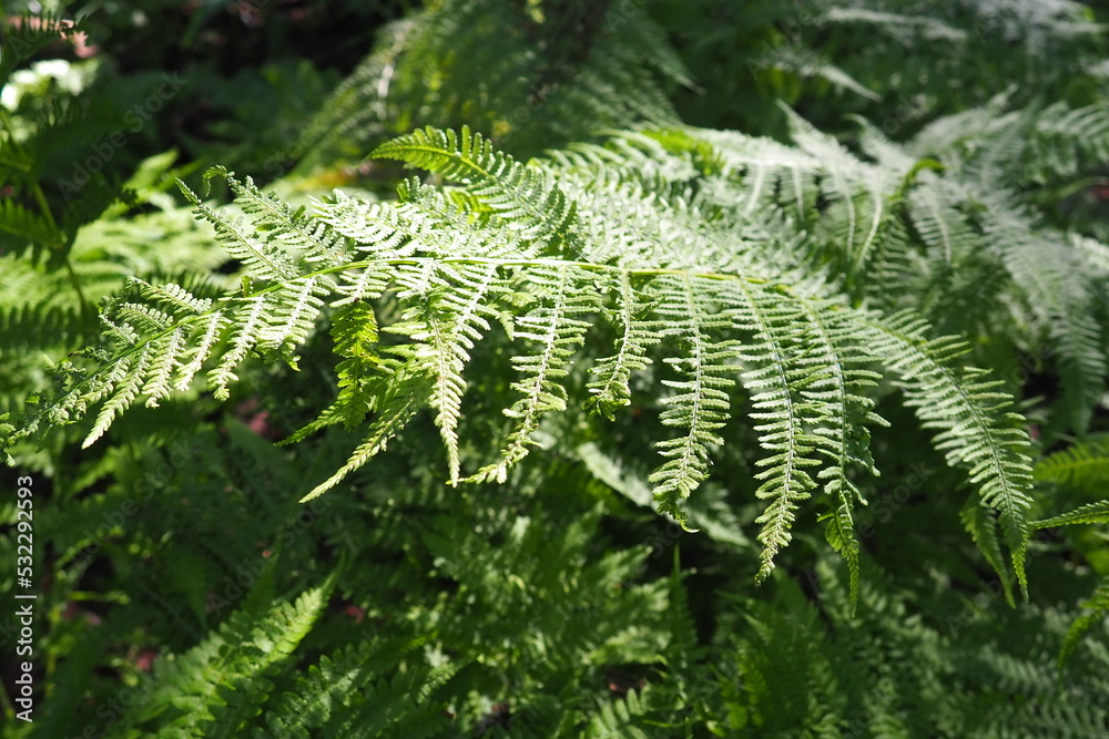 Fern plant in the forest. Beautiful graceful green leaves ...