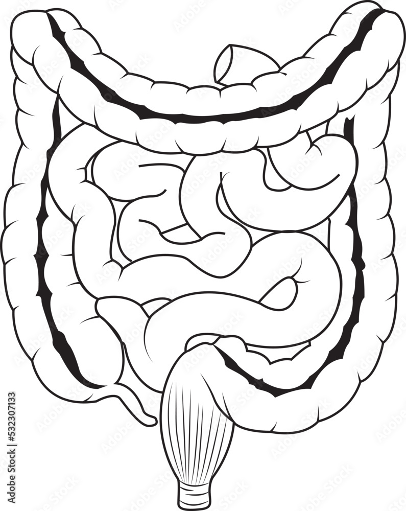 Anatomy of Intestine with description of the corresponding parts ...