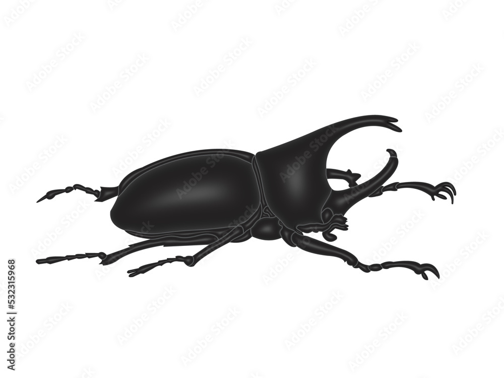Beetle insects in transparent background image format. Stock ...