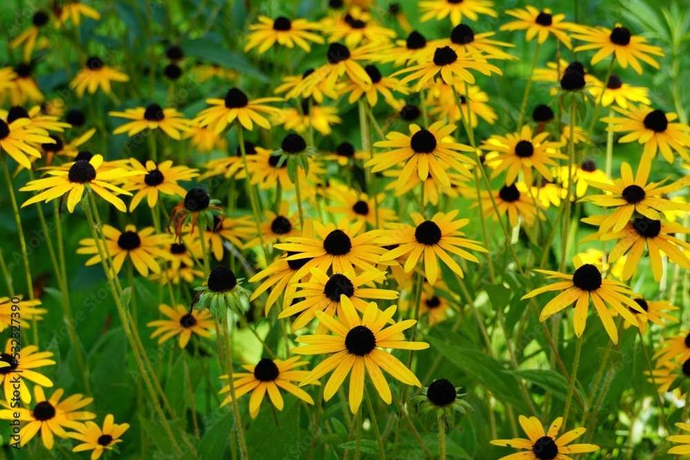Black Eyed Susan Field