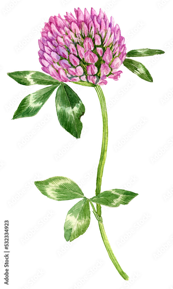 watercolor drawing red field clover flower ,Trifolium pratense ...