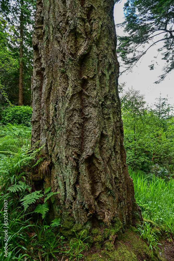 Baumstamm der Douglasien (Pseudotsuga) im botanischen Garten Inverewe ...