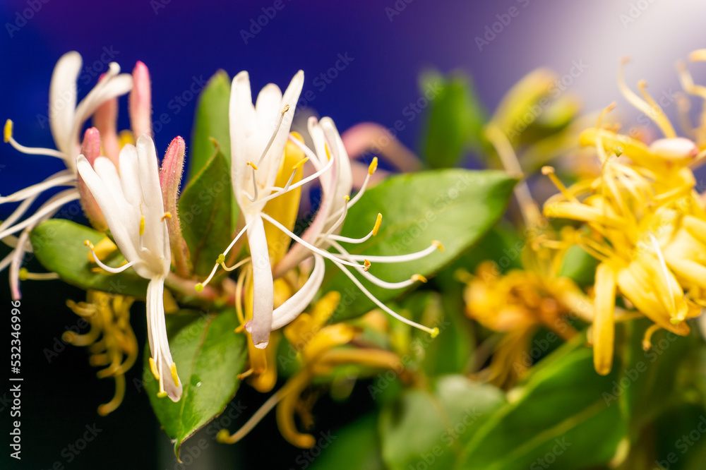 Japanese Honeysuckle Lonicera japonica, Caprifoliaceae. Variegated ...