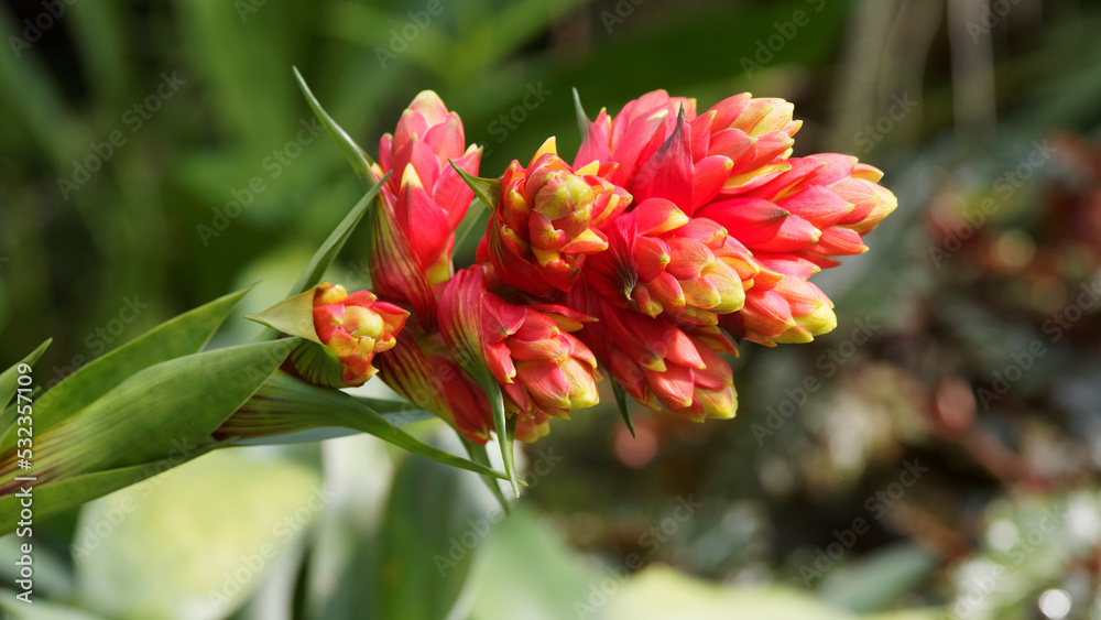 Gros plan sur Guzmania rubrolutea à inflorescences tubuleuses jaune ...