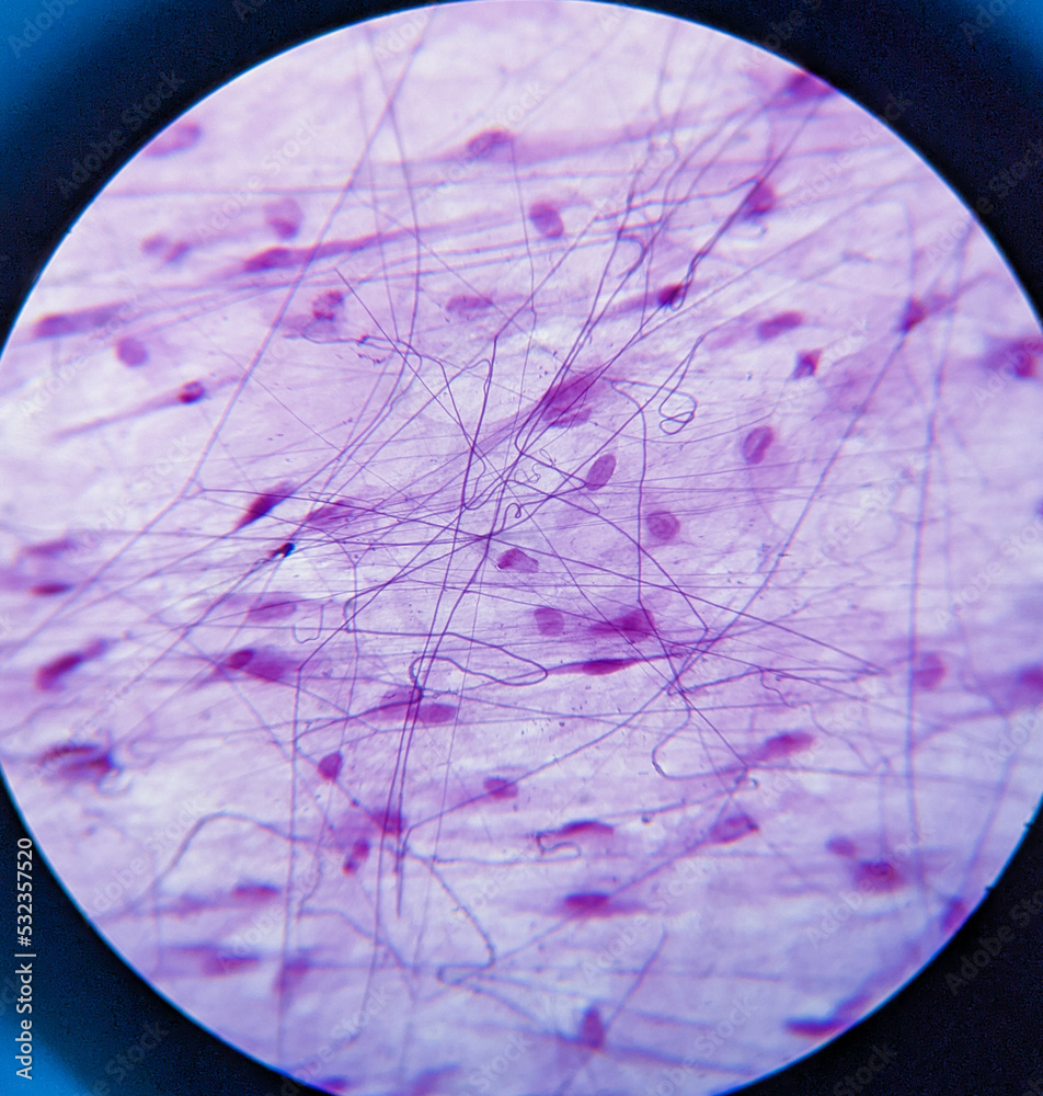 Poster photo of loosen connective tissue underr the microscope – Wall ...