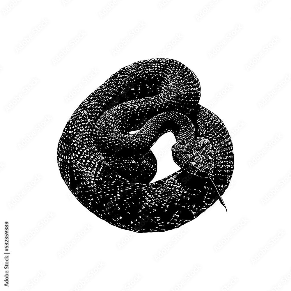 Red Diamondback Rattlesnake hand drawing vector illustration isolated ...