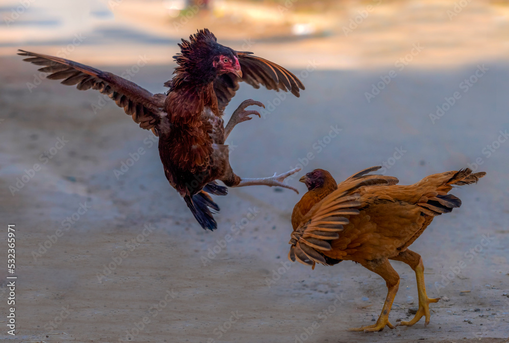 A cockfight is an organized fight between two roosters held in a ring ...