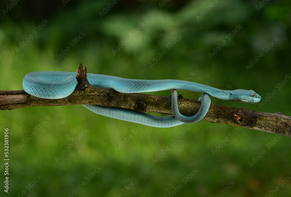 Snake hiss, Trimeresurus insularis, Indonesian pit viper, Lesser Sunda ...