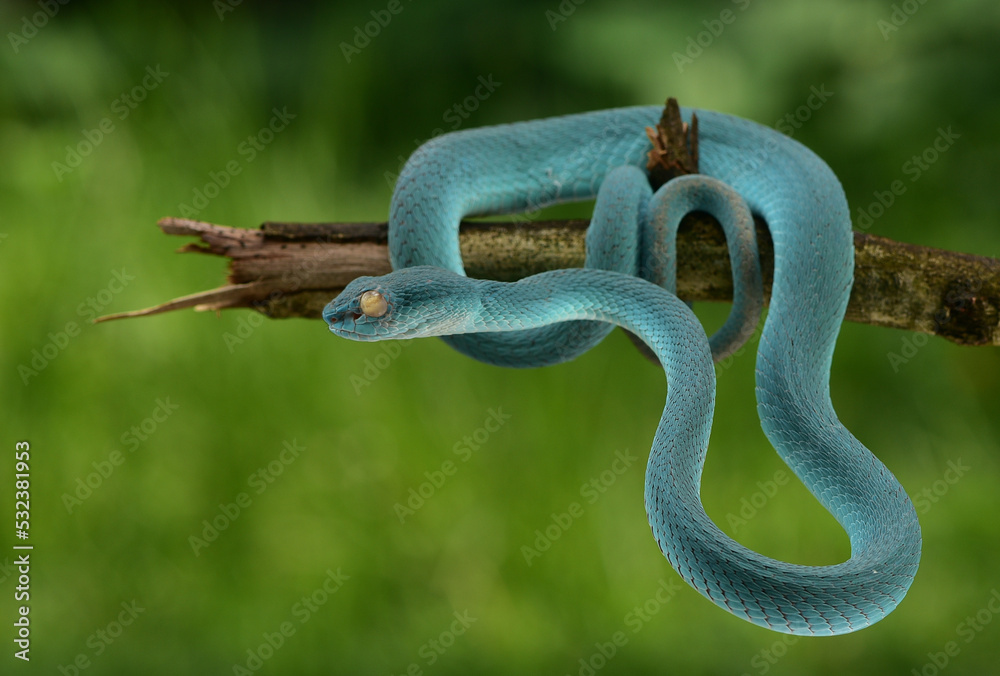 Trimeresurus insularis, Indonesian pit viper, Lesser Sunda Islands pit ...