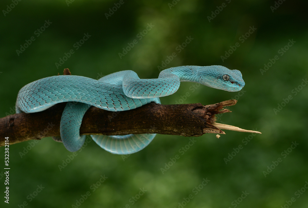 Trimeresurus insularis, Indonesian pit viper, Lesser Sunda Islands pit ...