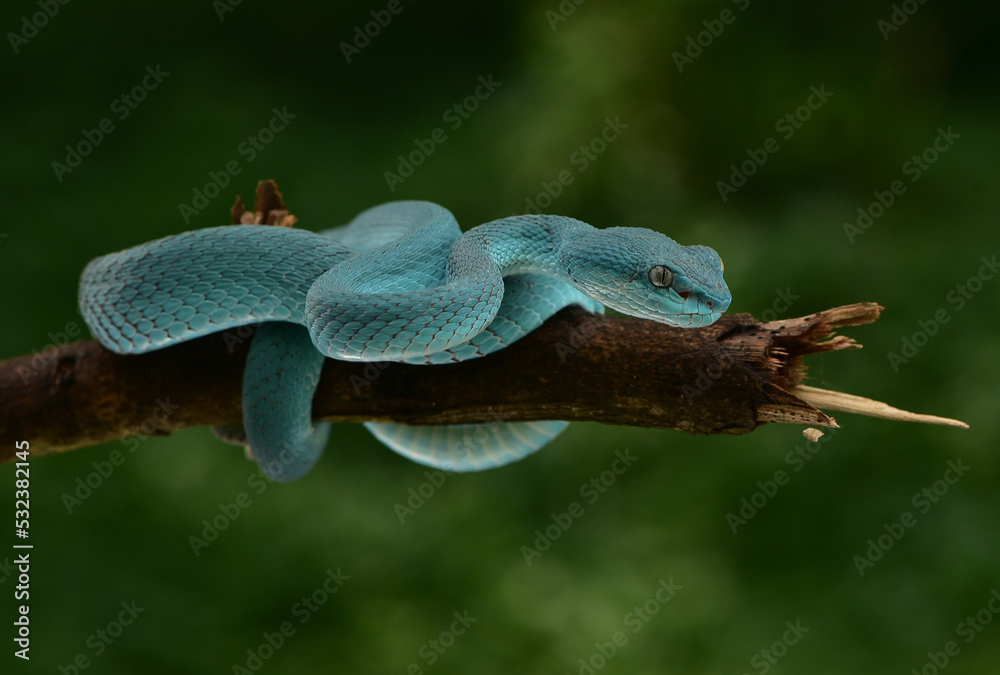 Trimeresurus insularis, Indonesian pit viper, Lesser Sunda Islands pit ...