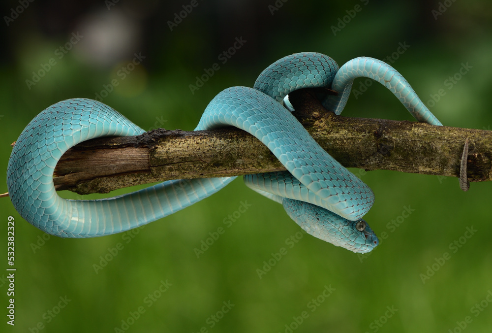 Trimeresurus insularis, Indonesian pit viper, Lesser Sunda Islands pit ...