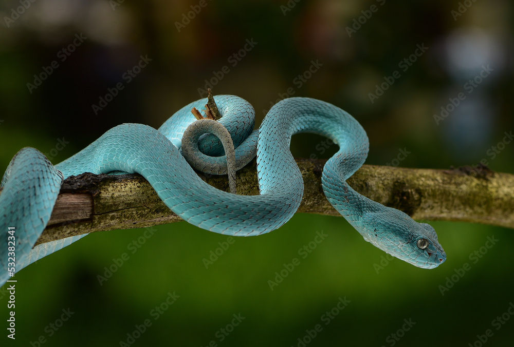 Trimeresurus insularis, Indonesian pit viper, Lesser Sunda Islands pit ...