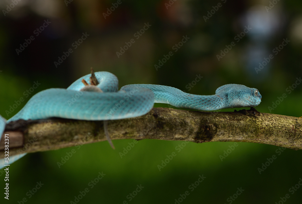 Trimeresurus insularis, Indonesian pit viper, Lesser Sunda Islands pit ...