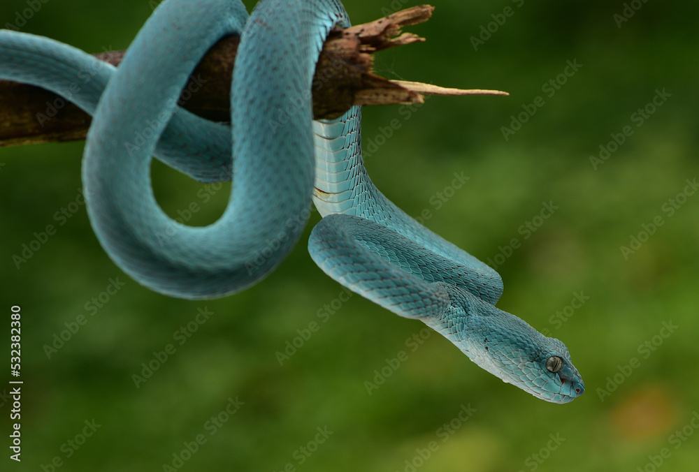 Trimeresurus insularis, Indonesian pit viper, Lesser Sunda Islands pit ...