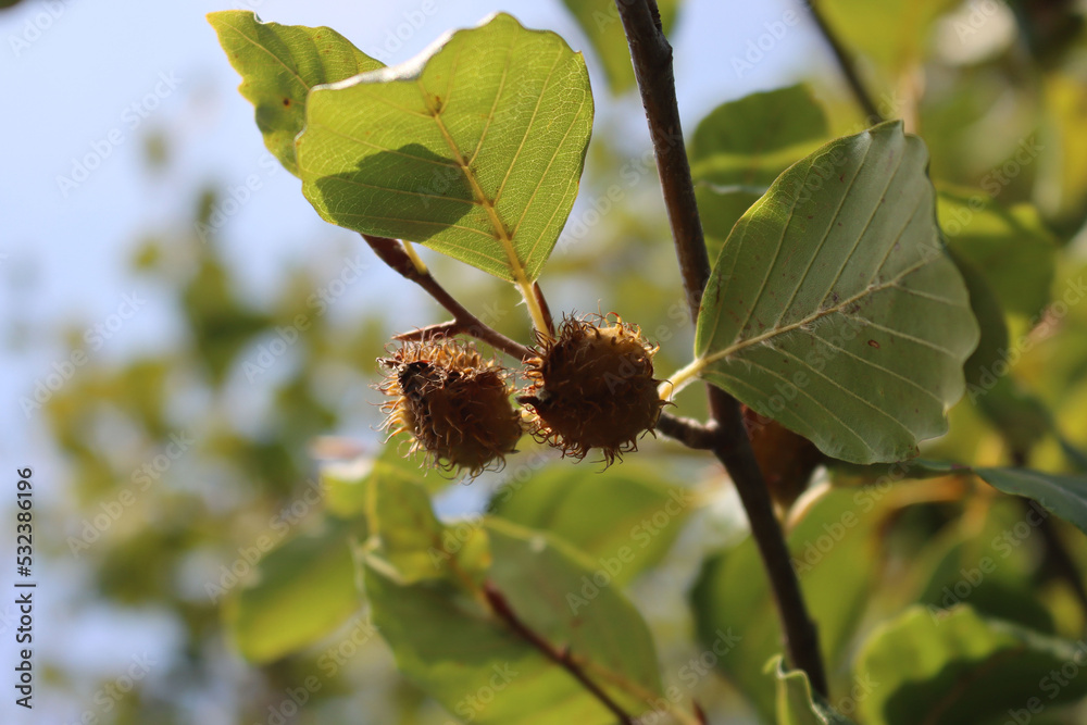 European or Common beech tree with prickly brown dry fruits on late ...