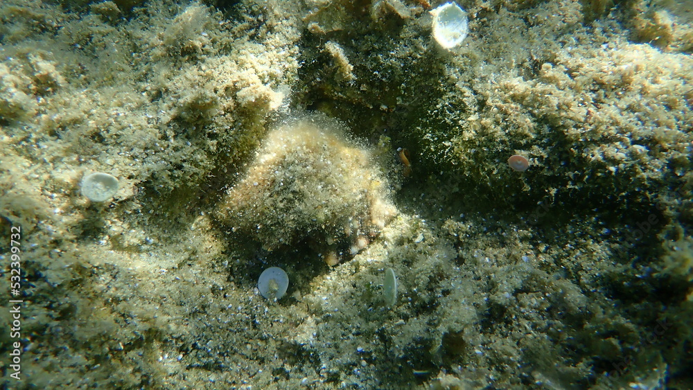 Sea snail trunculus murex or banded murex, trunk murex, banded dye ...