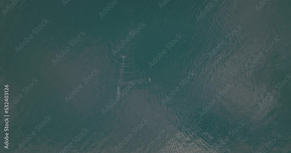 Aerial Top Down View of a Fin Whale Breaching while a bird is passin by ...
