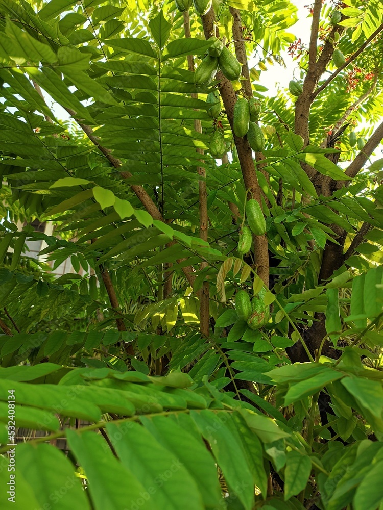 Averrhoa bilimbi, commonly known as bilimbi, cucumber tree, tree tropi ...