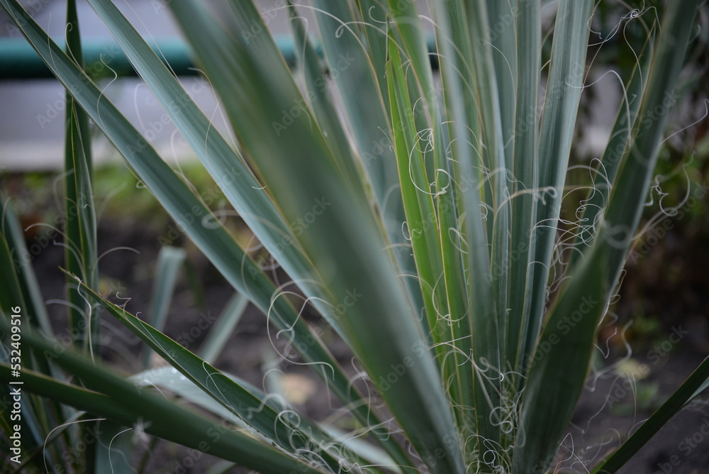 Yucca filamentosa green leaves blue yucca filamentous diagonally close ...