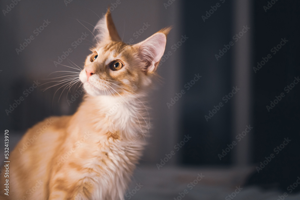Adorable red puppy Maine Coon cat. Oldest natural breeds in North ...