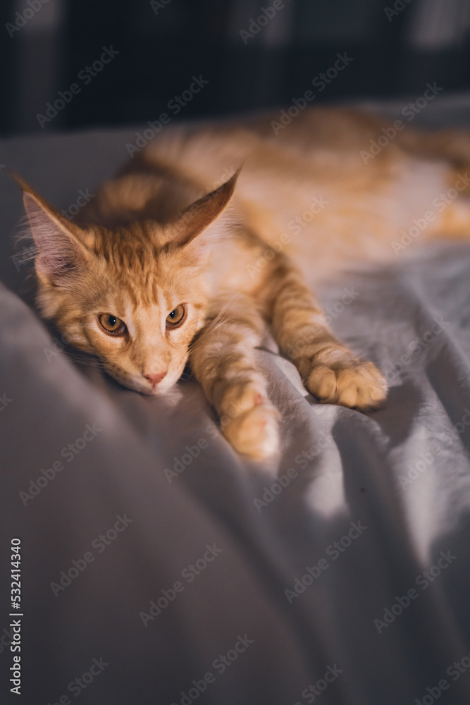 Adorable red puppy Maine Coon cat. Oldest natural breeds in North ...