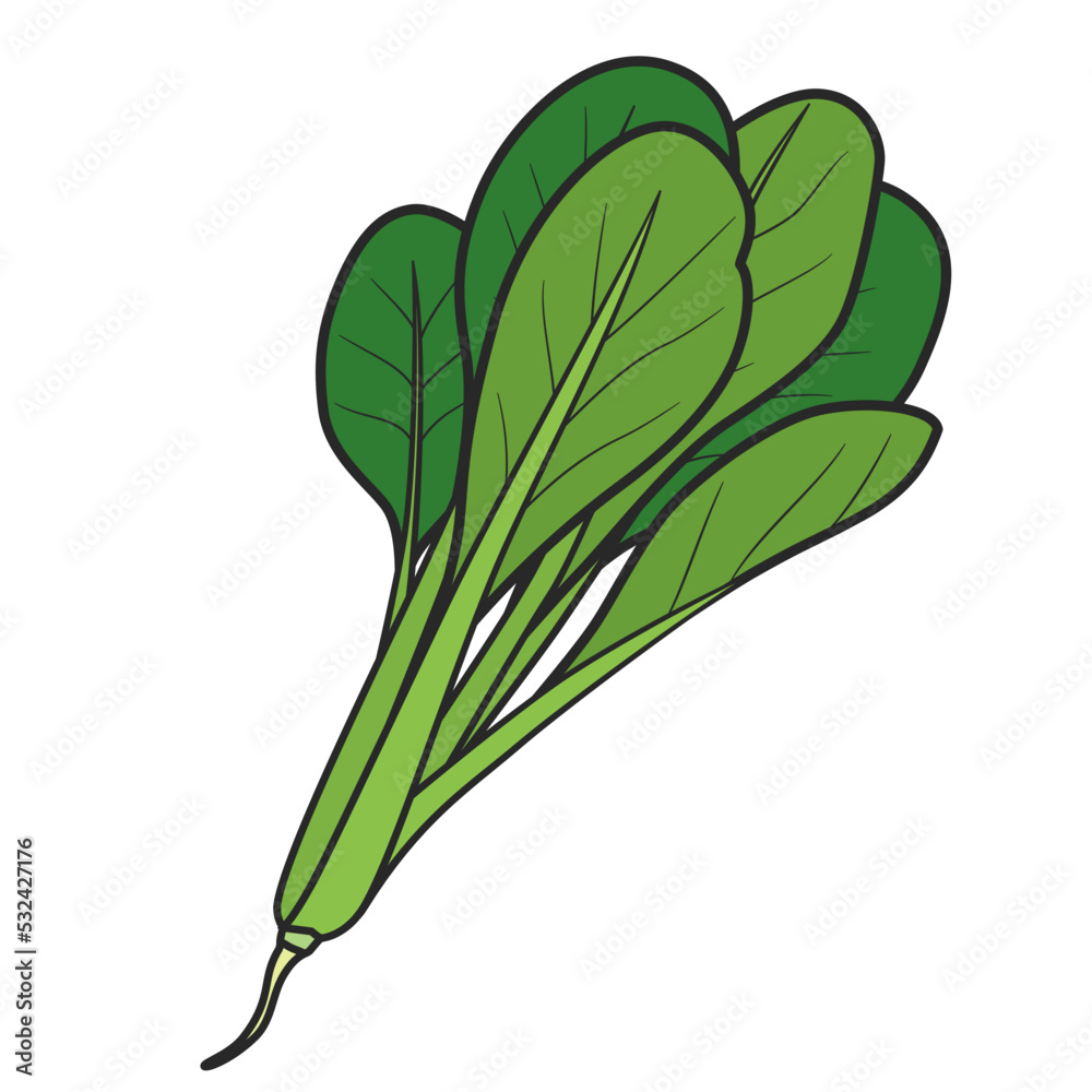 野菜イラスト 小松菜 Stock Vector Adobe Stock