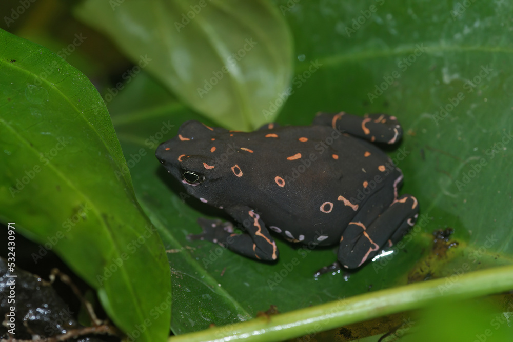 Purple Fluorescent Frog