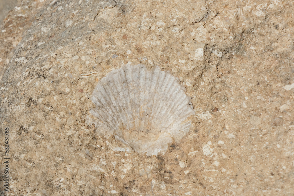 Sea Shell Fossils