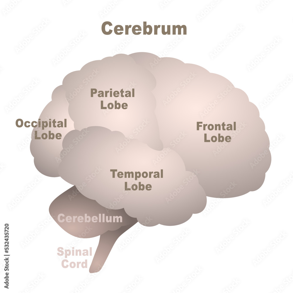 Naklejka Brain Lobes Cerebrum Anatomical Regions Brain lobes map ...