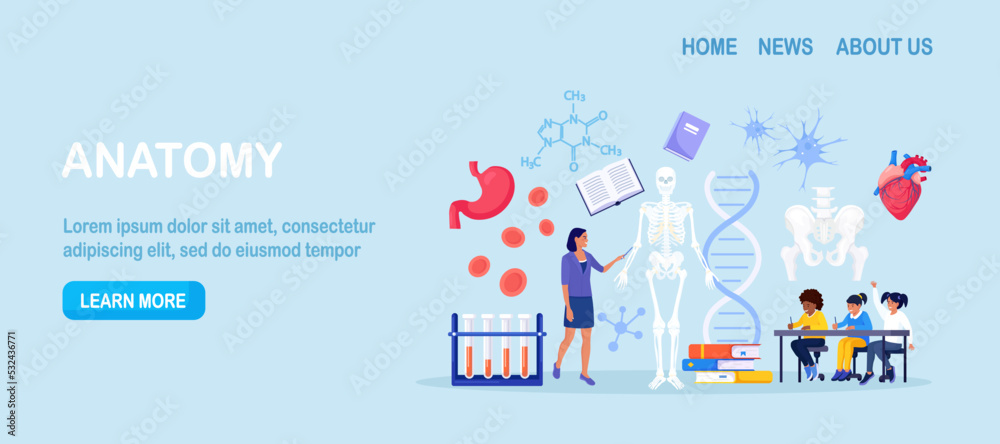 Anatomy school subject. Students studying human skeleton. Teacher ...