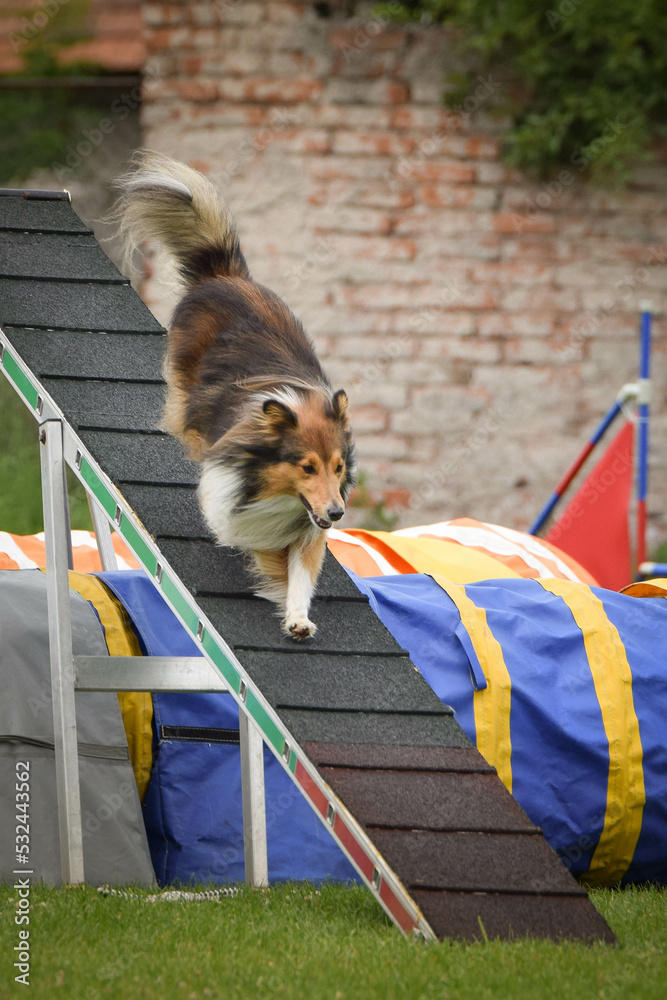 Sheltie in agility balance beam. Amazing day on Czech agility ...