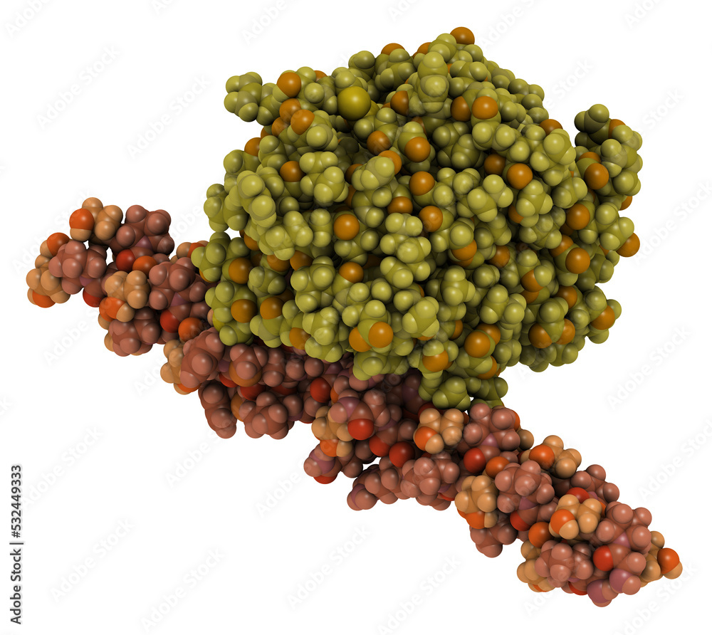 Von Willebrand factor (A3 domain) bound to collagen. Defects and ... Von Willebrand factor (A3 domain) bound to collagen. Defects and ...