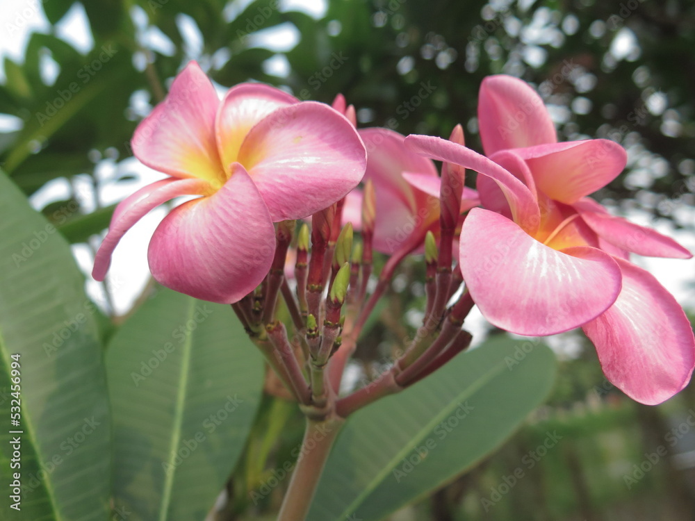 Japanese frangipani or adenium is a species of ornamental plant, the ...