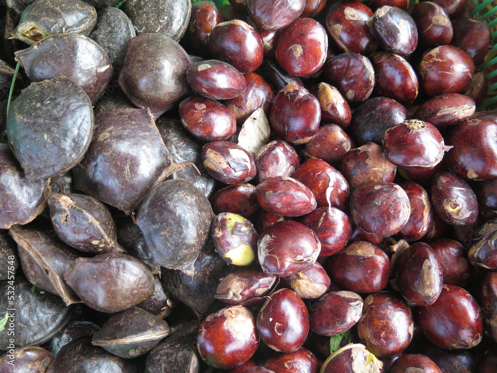 Jengkol or jering is a typical plant in the Southeast Asian region. The ...