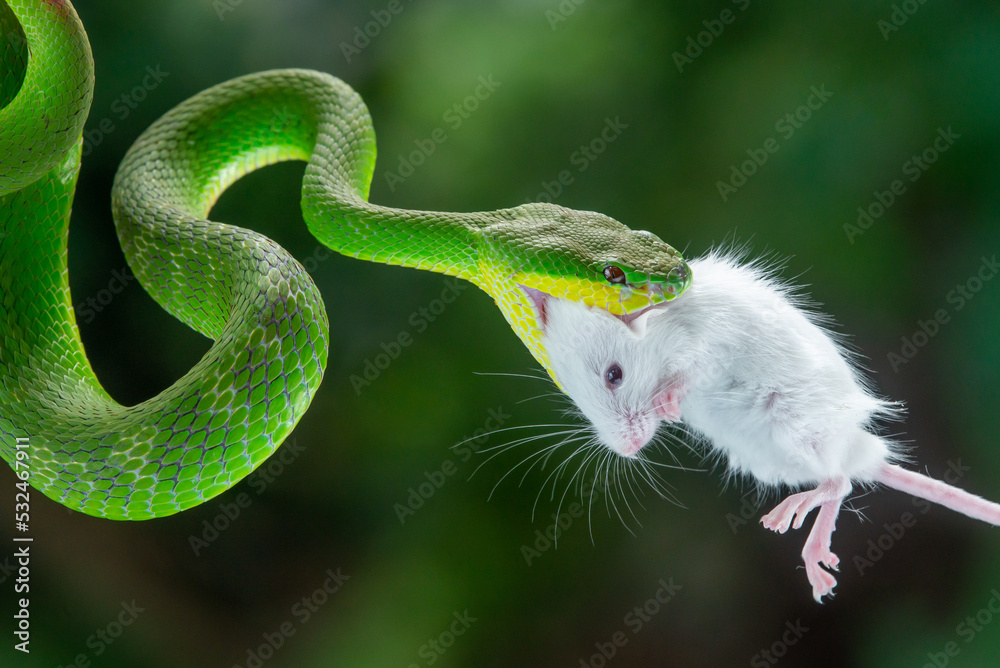 Close up shof of green white lipped Island pit viper snake Trimeresurus ...