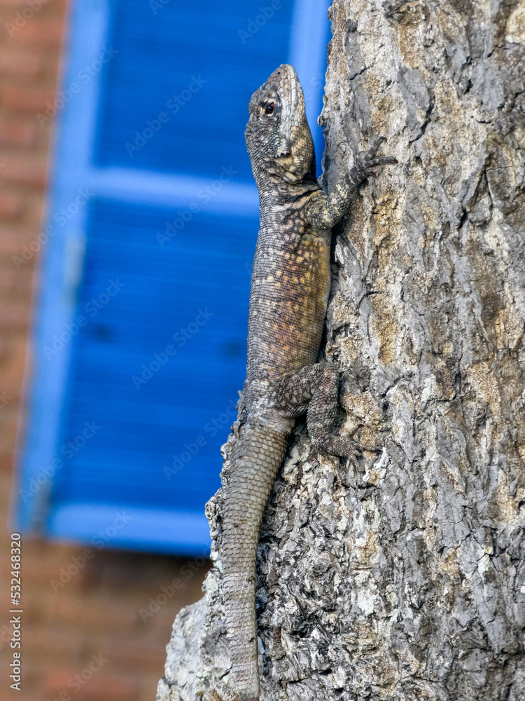 Foto de Calango, lagarto popular na amazônia, pendurado em árvore de ...