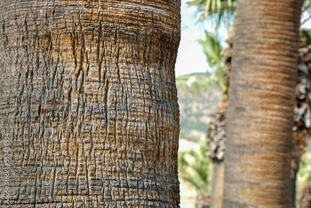 Real Palm Tree Bark