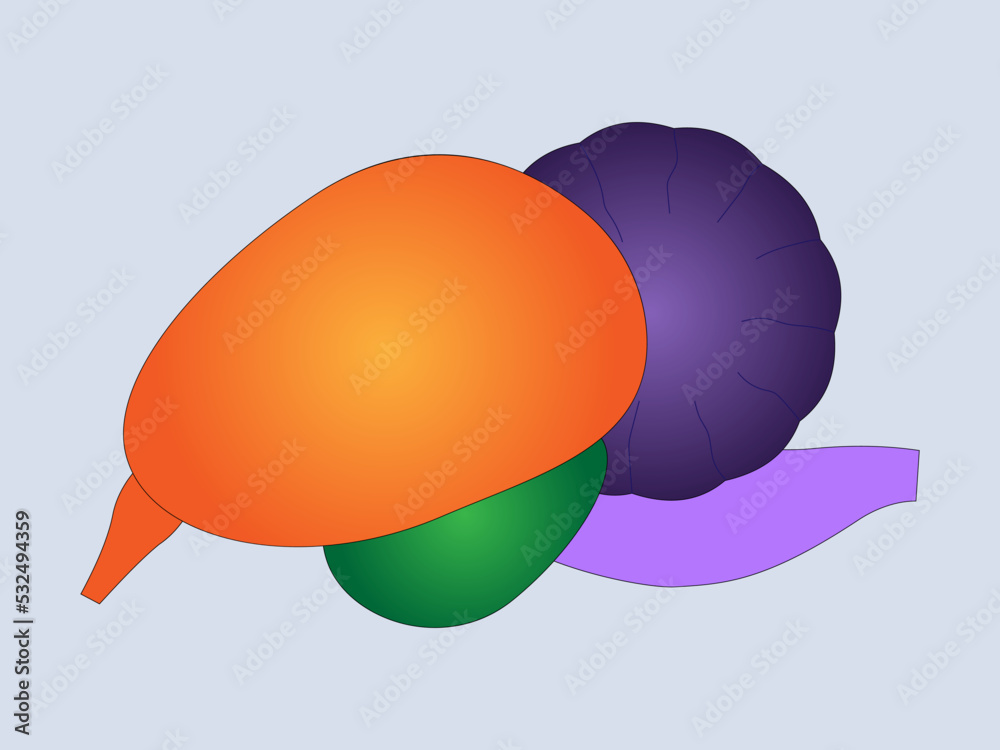 Avian brain. The main anatomical regions. Vector illustration. Stock ...