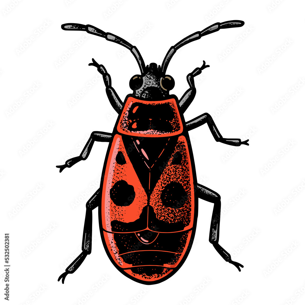 firebug beetle bug sketch PNG illustration with transparent background ...