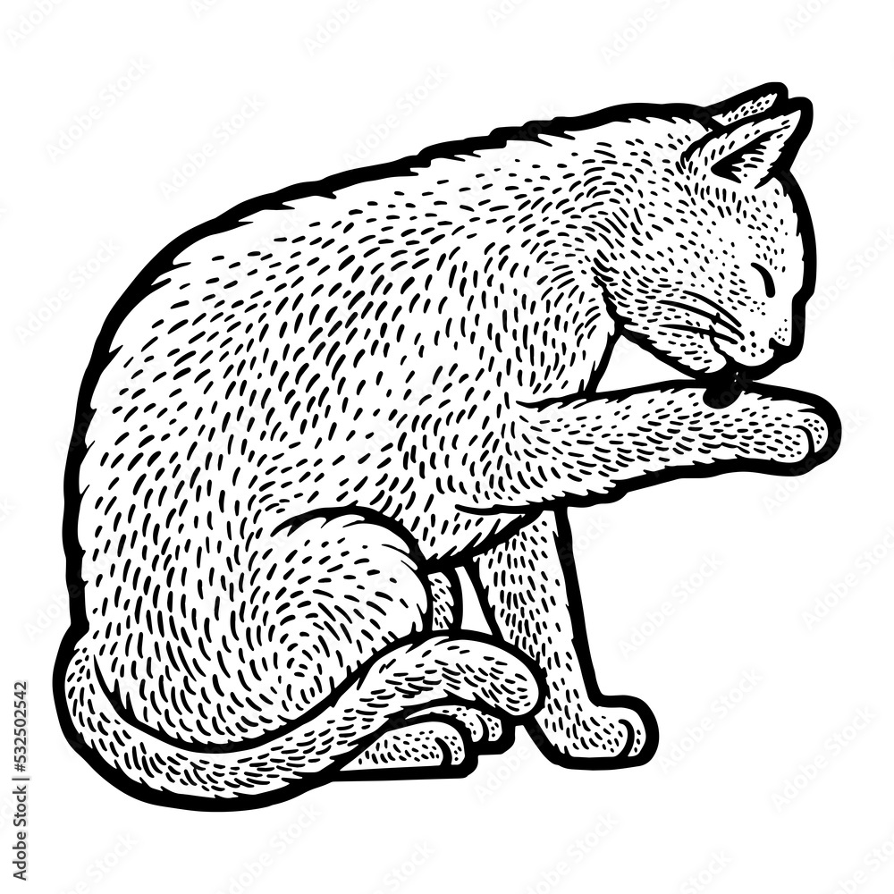 Cat grooming line art sketch PNG illustration with transparent ...